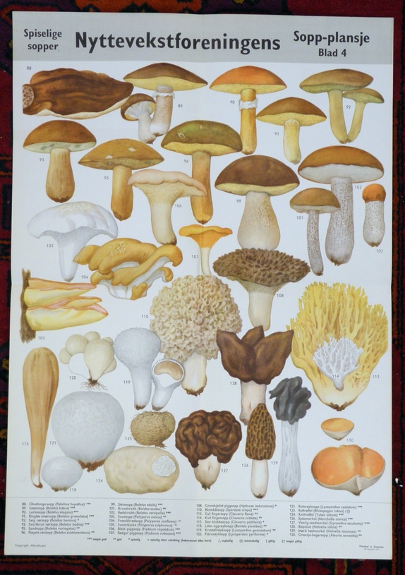 Stor vintage sopp-plansje (4) - Epla