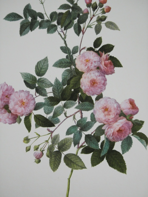 To store plansjer- Roser (1) - Epla