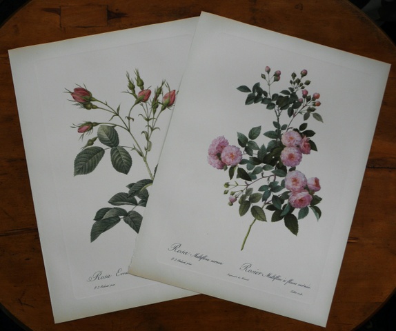 To store plansjer- Roser (1) - Epla