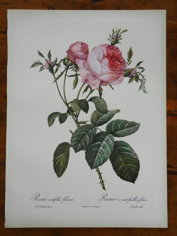 To store plansjer- Roser (2) - Epla