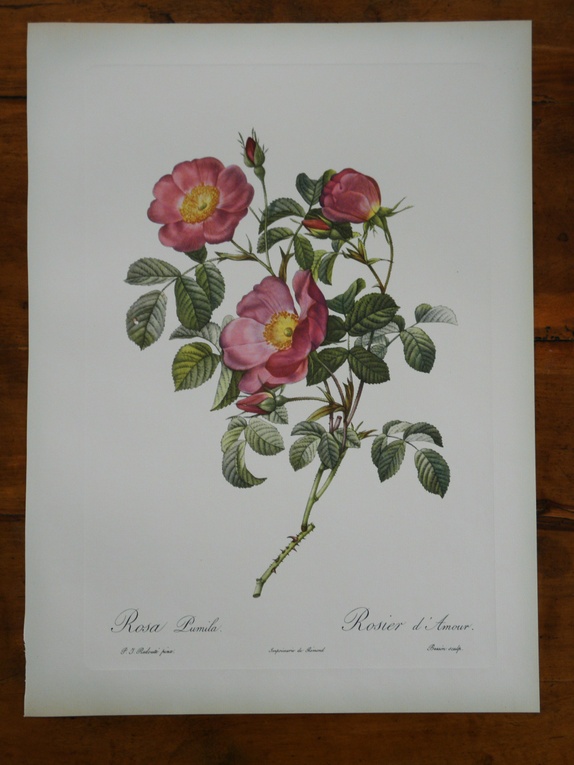 To store plansjer- Roser (2) - Epla