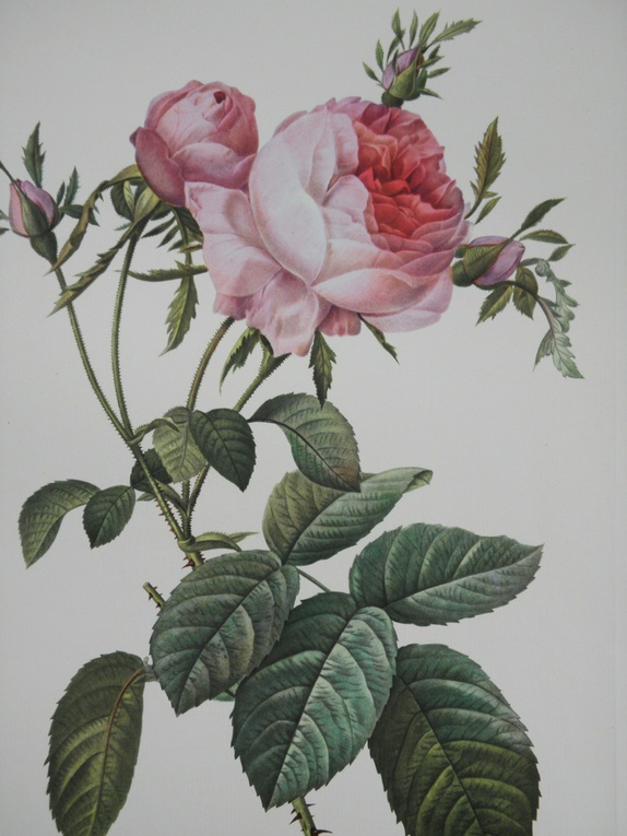 To store plansjer- Roser (2) - Epla