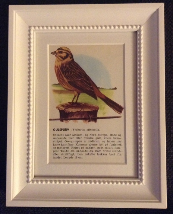 RESERVERT - innrammet bilde - gulspurv - Epla