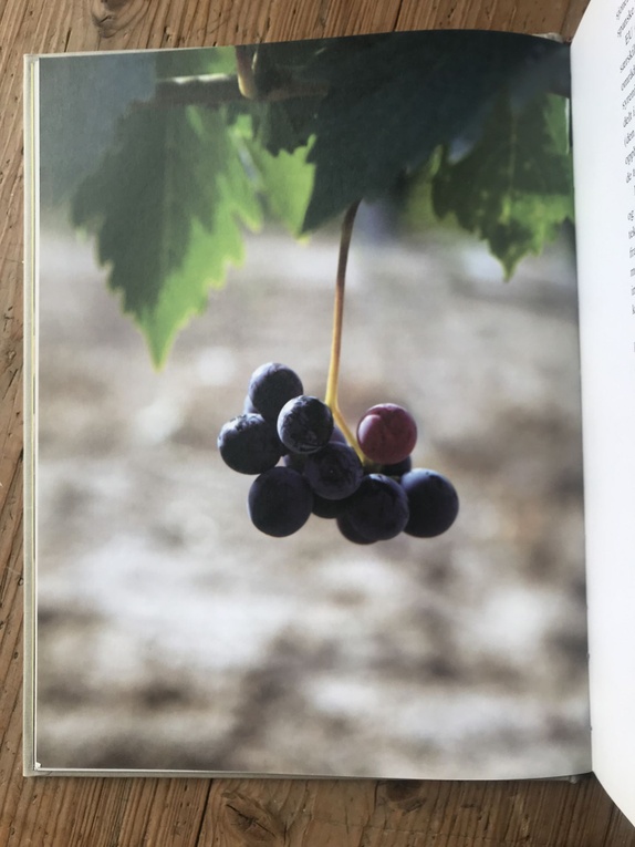 Spansk vin helt enkelt - Epla