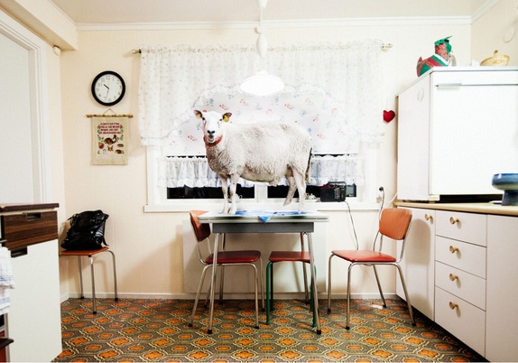 Sau På Bestemors Bord 70x50 cm kunsttrykk - Epla