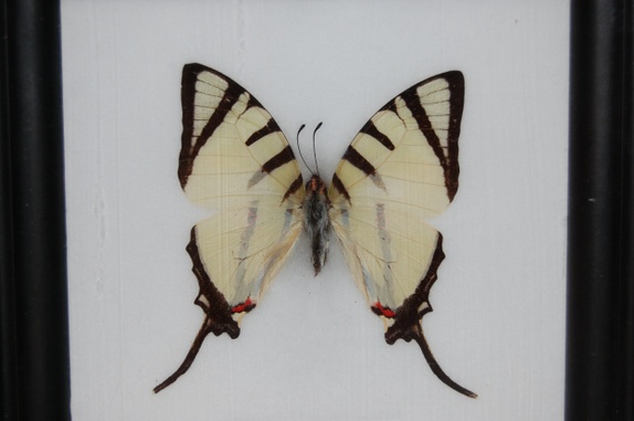 Innrammet sommerfugl - The Fourbar Swordtail - Epla