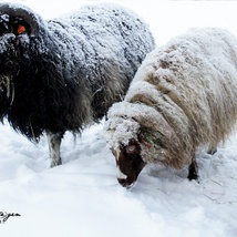 Mitt kreative gen - Beate Willumsen - Epla