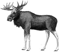 Skogens konge- bronsefarget nål med elgmotiv - Epla